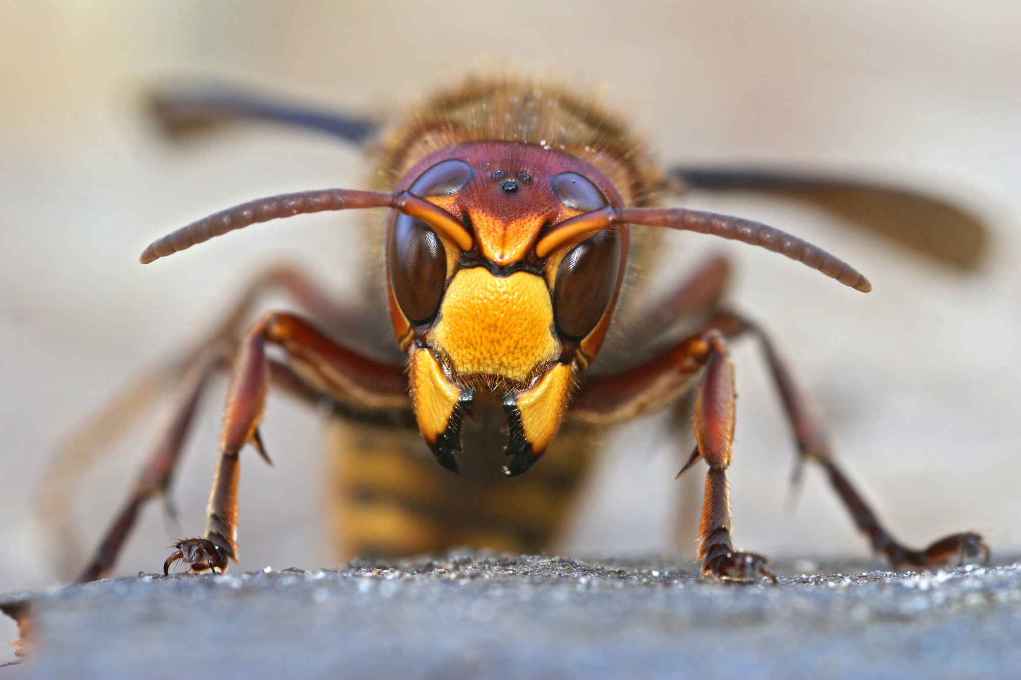 Destruction de nids de guêpes et frelons en Auvergne-Rhône-Alpes- API Anti-nuisibles